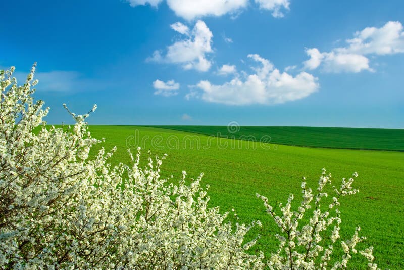 Spring Scenery, Tree in Bloom Stock Image - Image of flower ...
