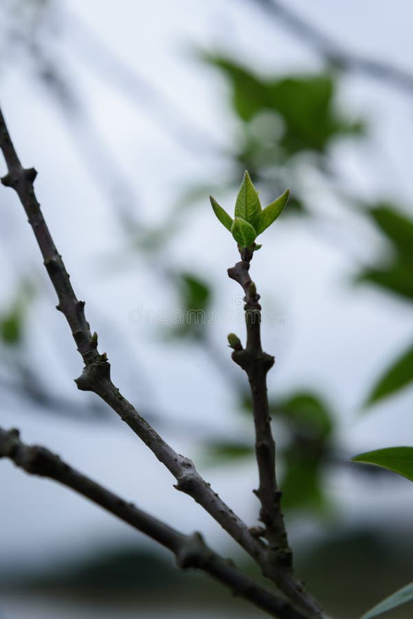 Trees Sprouted Up New Green Leaves in Spring. Stock Photo - Image of ...
