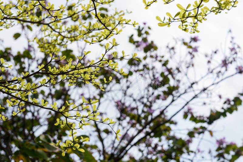 Trees Sprouted Up New Green Leaves in Spring. Stock Photo - Image of ...