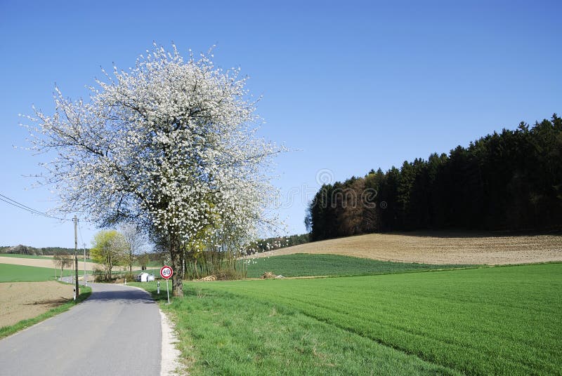 Spring scenic stock photo. Image of street, scenic, road - 20328596