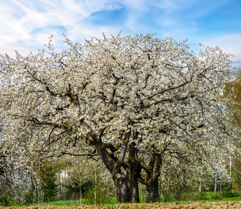 Spring Scenic with Flowering Cherry Trees Stock Image - Image of ...