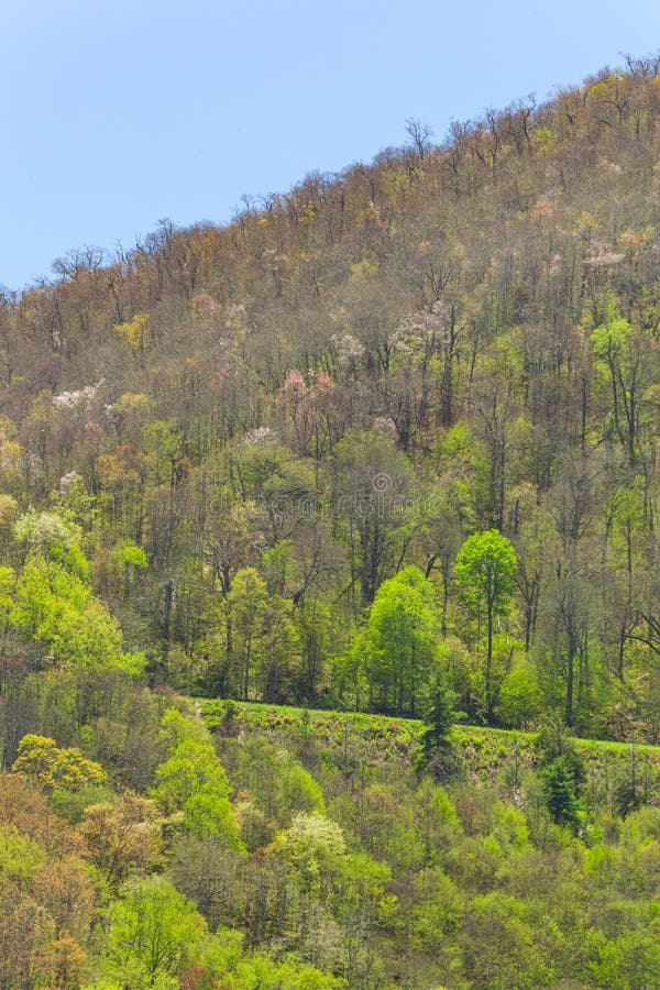 Spring Scenics on the Blue Ridge Parkway Stock Photo - Image of blue ...