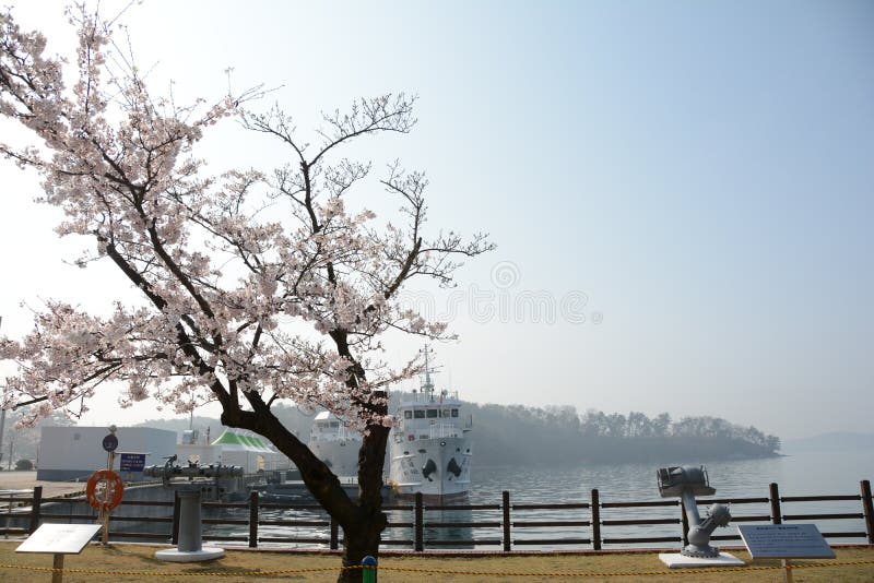 Spring editorial image. Image of tourist, cherry, tree - 81583655