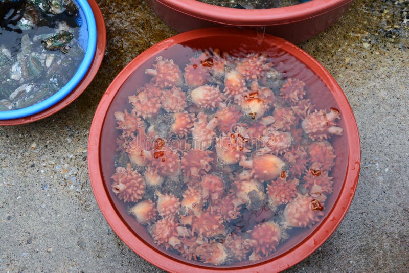 Spring stock image. Image of seasons, tourist, asia, spring - 81582071