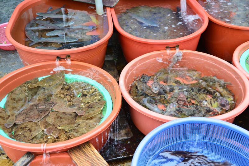 Spring stock photo. Image of basket, landscapes, spring - 81590488