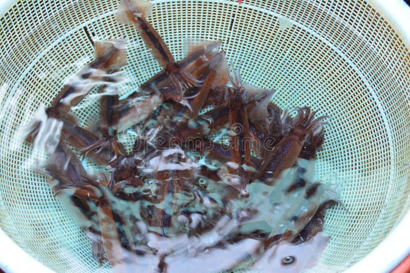 Spring stock photo. Image of spring, tourist, seafood - 81615900