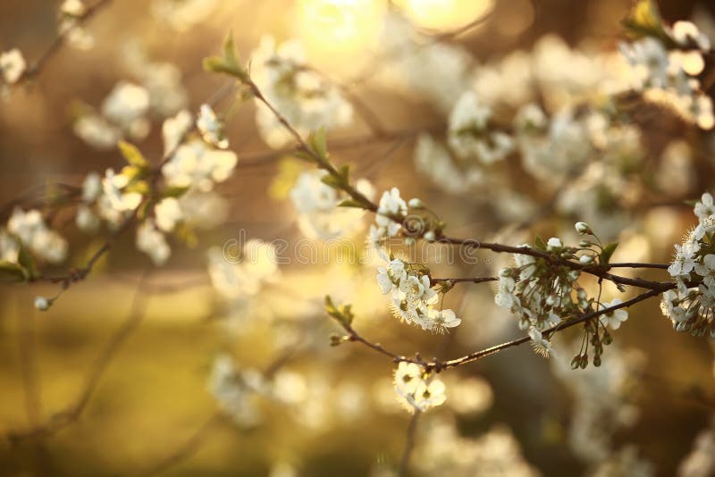 Spring Season. Spring Cherry Blossoms, White Flowers Stock Photo ...