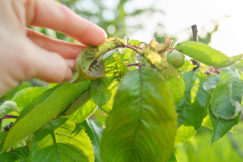 Spring Season, Cherry Tree, Close-ups of Insects Aphid Pests Stock ...