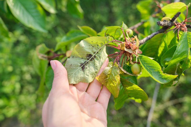Spring Season, Cherry Tree, Close-ups of Insects Aphid Pests Stock ...