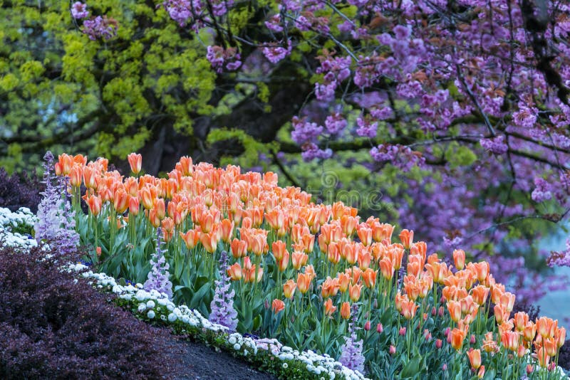 Spring in park stock photo. Image of landscape, nature - 246057470