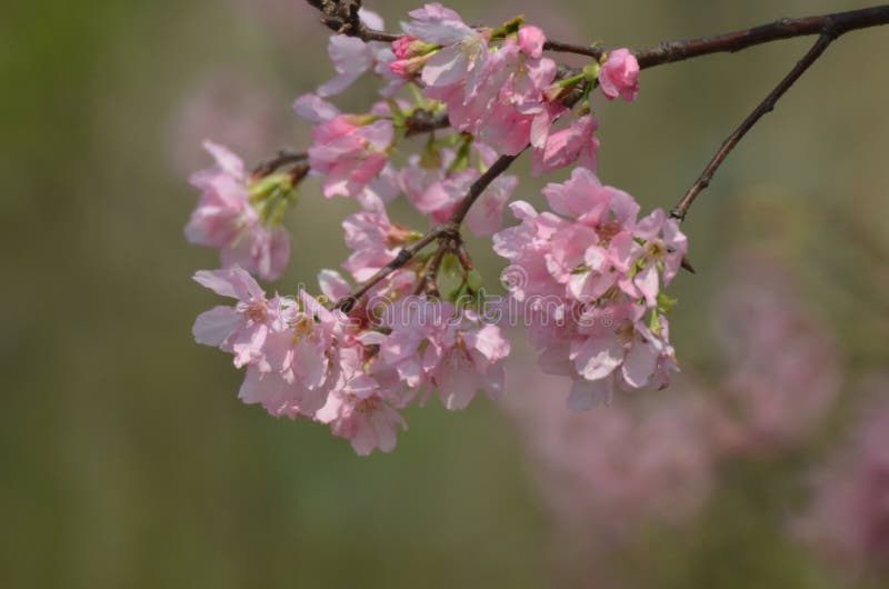 The Spring Season, the Concept of Nature Cherry Blossoms Stock Image ...