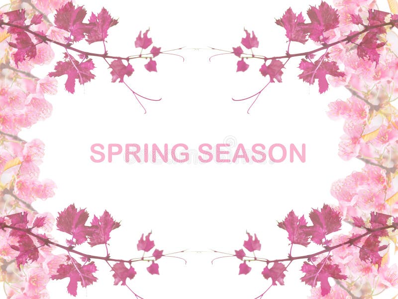Spring Season Designed Background Stock Photo - Image of light, pink ...