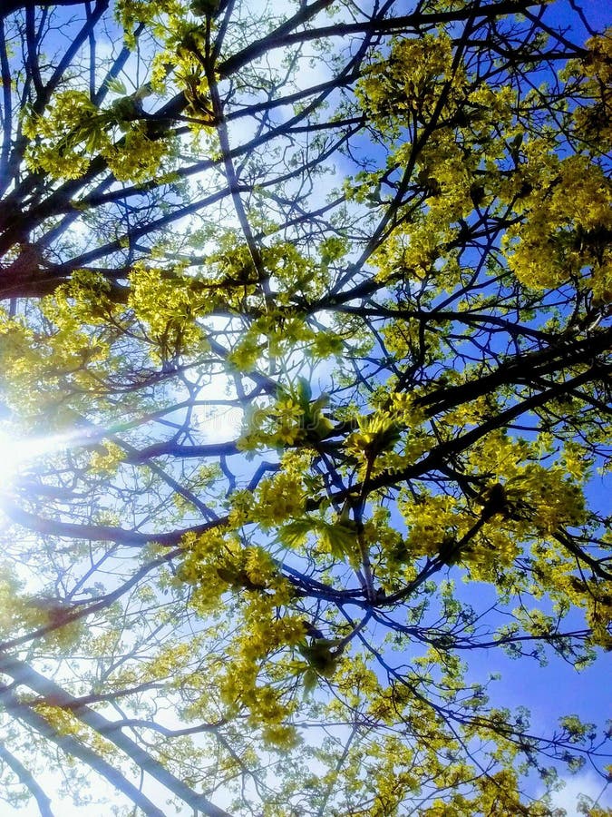 Spring stock photo. Image of spring, trees, finally - 115488868