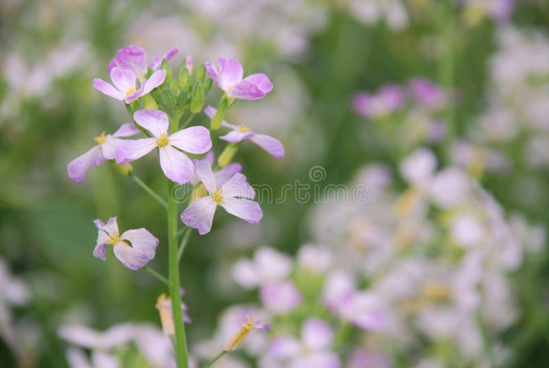 Spring season flower stock photo. Image of holiday, spring - 29022478