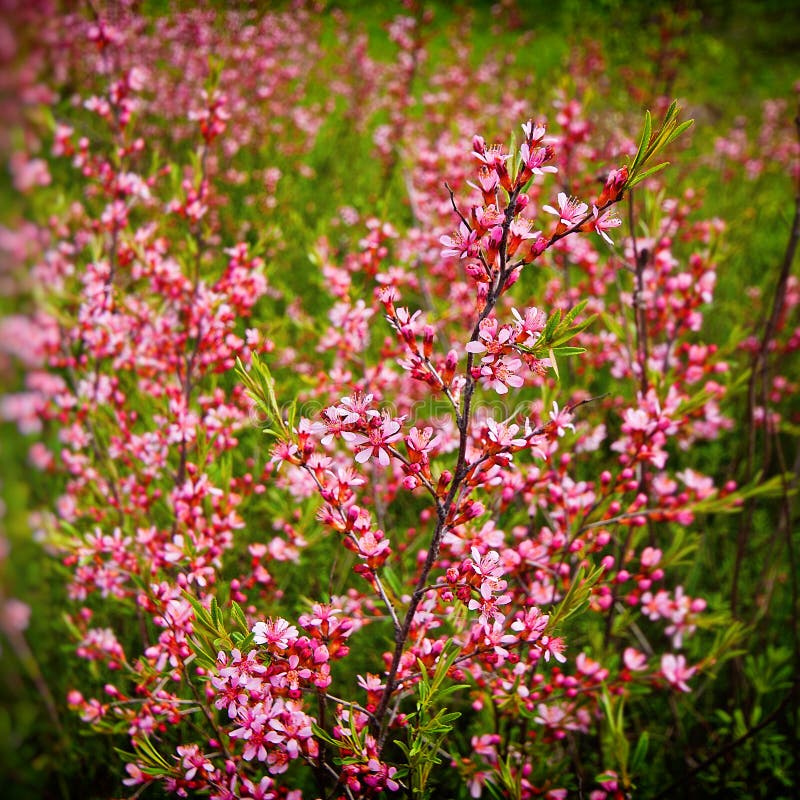 Spring season stock image. Image of fresh, pink, season - 51097351