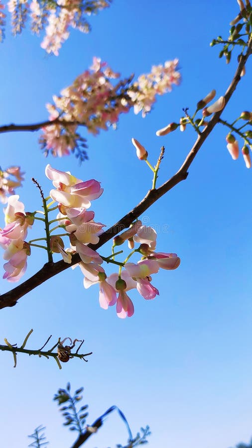 Spring season flowers stock photo. Image of flowers - 174872156