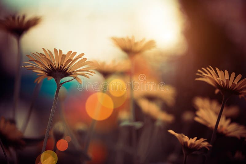 Spring Season Garden Flowers in Sunset Stock Photo - Image of growing ...