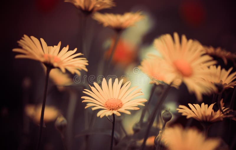 Spring Season Garden Flowers in Sunset Stock Image - Image of plant ...