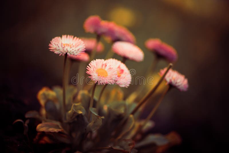 Spring Season Garden Flowers in Sunset Stock Photo - Image of bloom ...