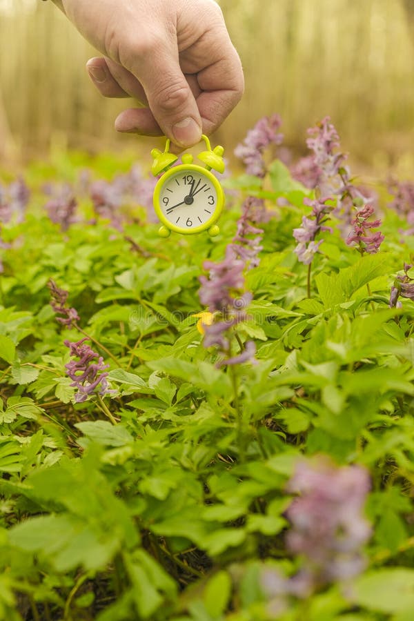Spring Season. Green Mini Alarm Clock in Hand Over Blooming Meadows ...
