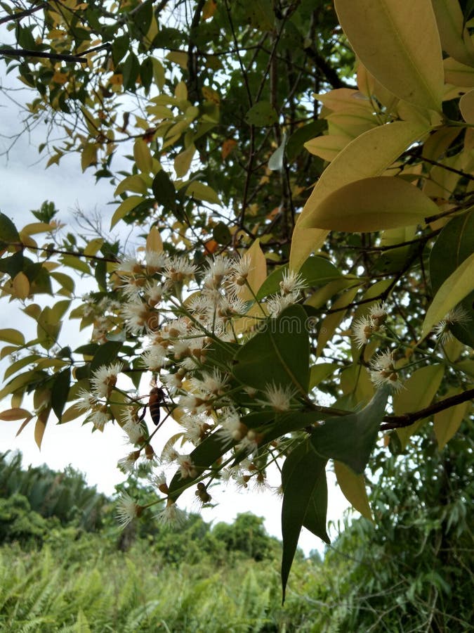 The Spring Season Has Come and Various of Plants Starting To Flowers ...