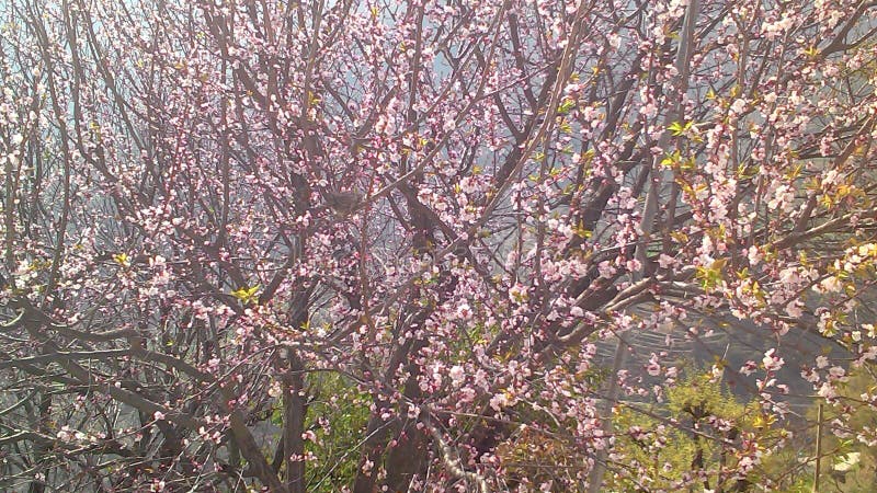 Spring Season in Himalayan Region in Uttrakhand State of India Stock ...