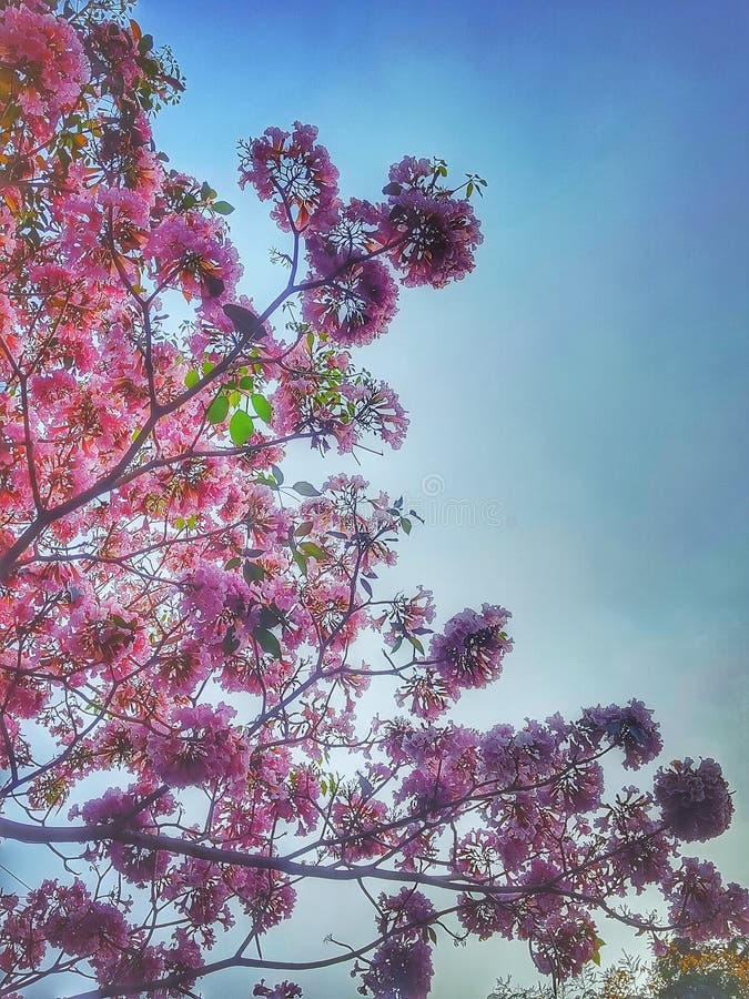 Spring Season Making Bengaluru Pinkish Stock Photo - Image of floral ...