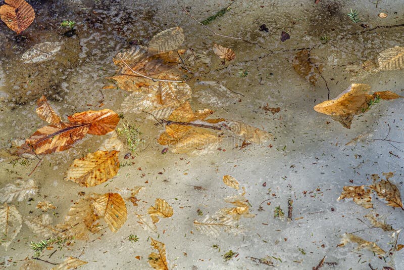 Spring Season Melting Ice Scene with Leaves Branches Stock Image ...