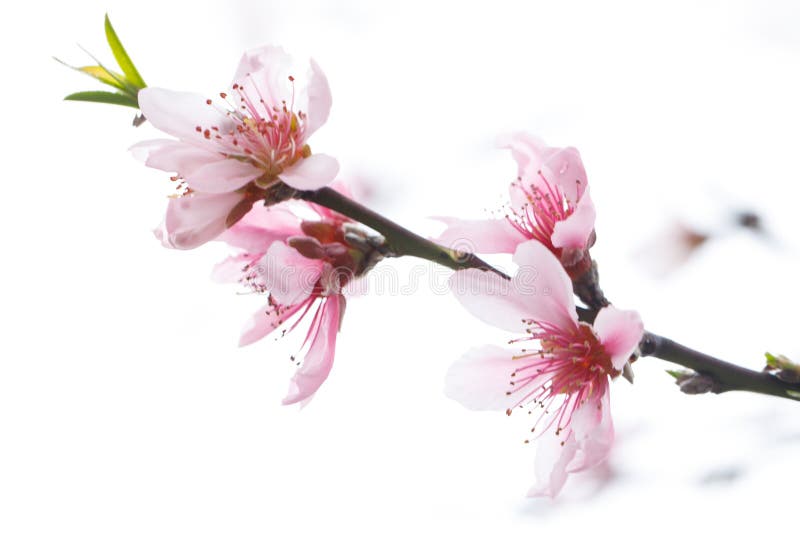 Spring Season Pink Flower on White Background Stock Photo - Image of ...