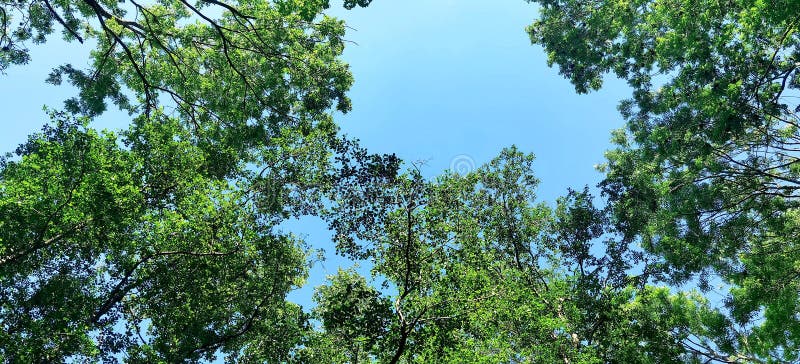 Spring season trees stock image. Image of vegetation - 205490533