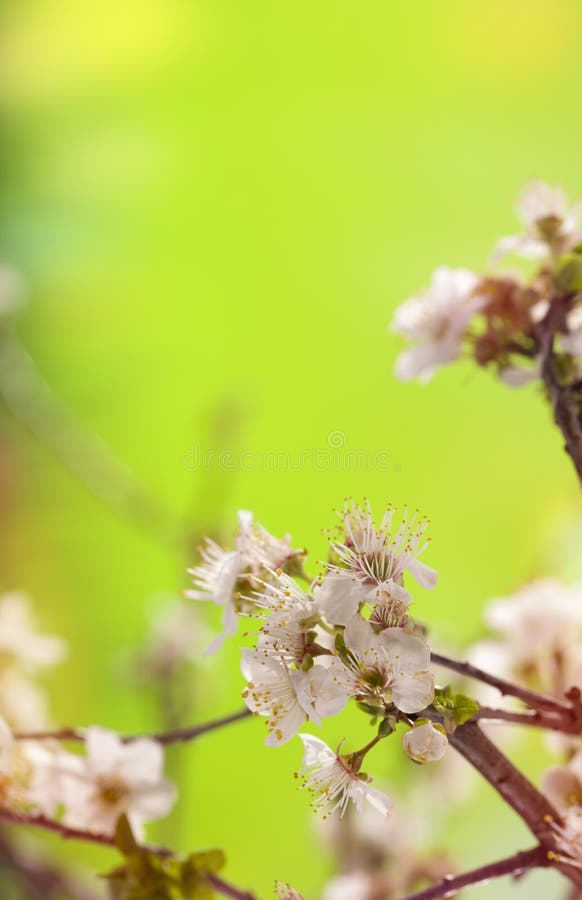 Lowers on the branches stock photo. Image of garden - 214666818