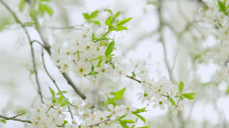Spring Season, White Plum Flowers. Beautiful Spring Screensaver. Slow ...