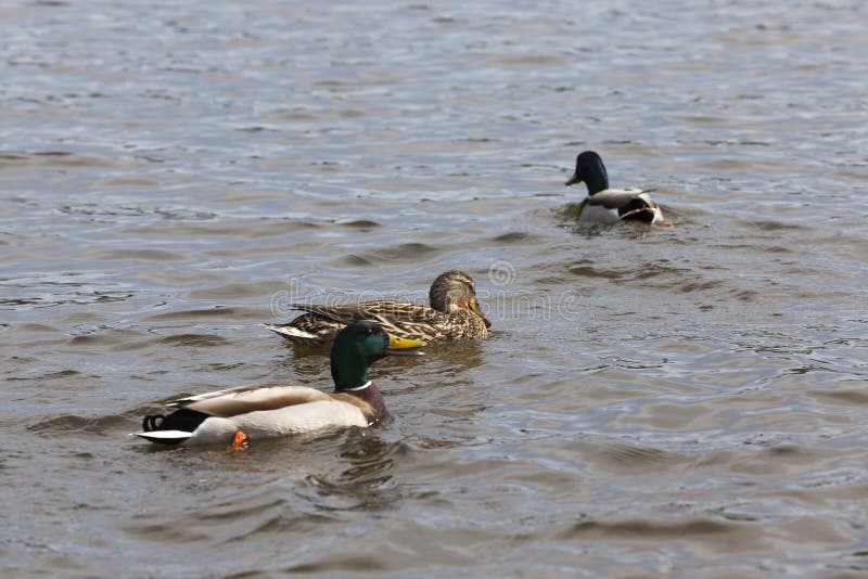 Spring Season with Wild Birds Ducks Stock Photo - Image of outside ...