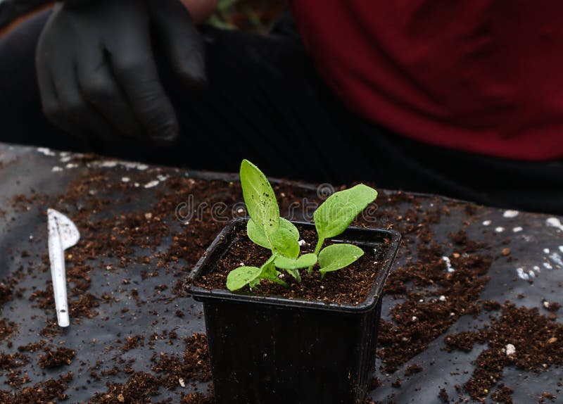Spring Seasonal Work in the Greenhouse: Picking Plants in the ...