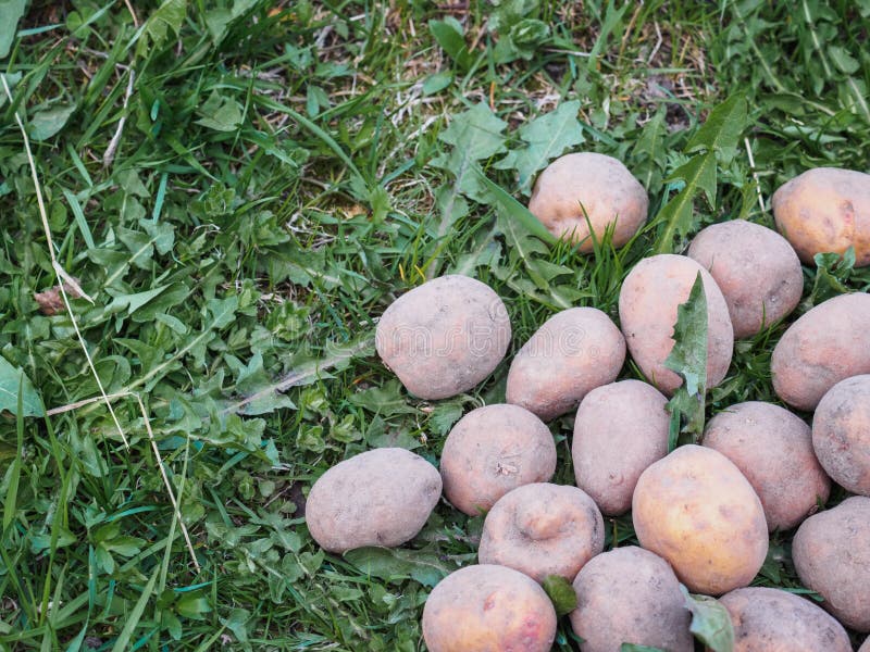 Spring Seed Potatoes on Green Grass Background Stock Photo - Image of ...