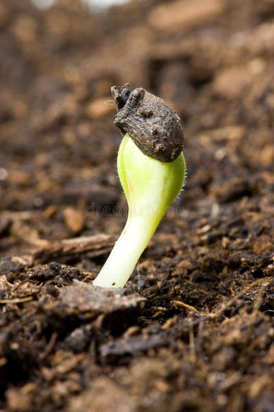 Spring seedling stock image. Image of grow, earth, germinating - 4531307