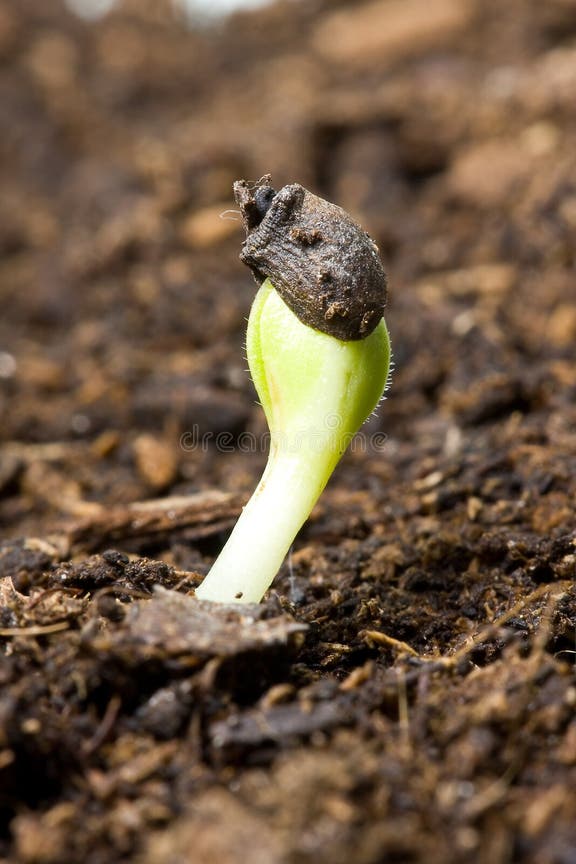 Spring seedling stock image. Image of grow, earth, germinating - 4531307