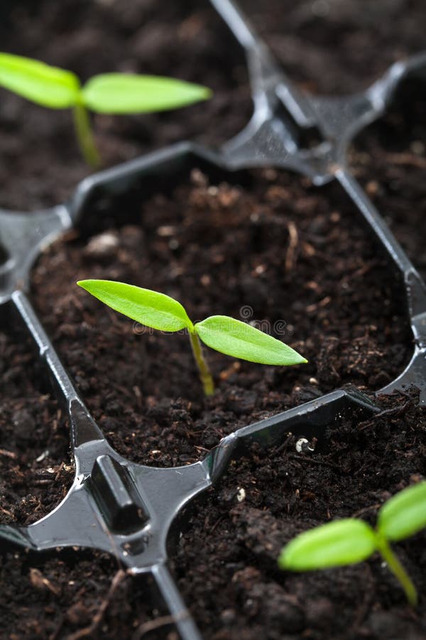 Organic farming stock image. Image of spring, focus, enviroment - 13736473