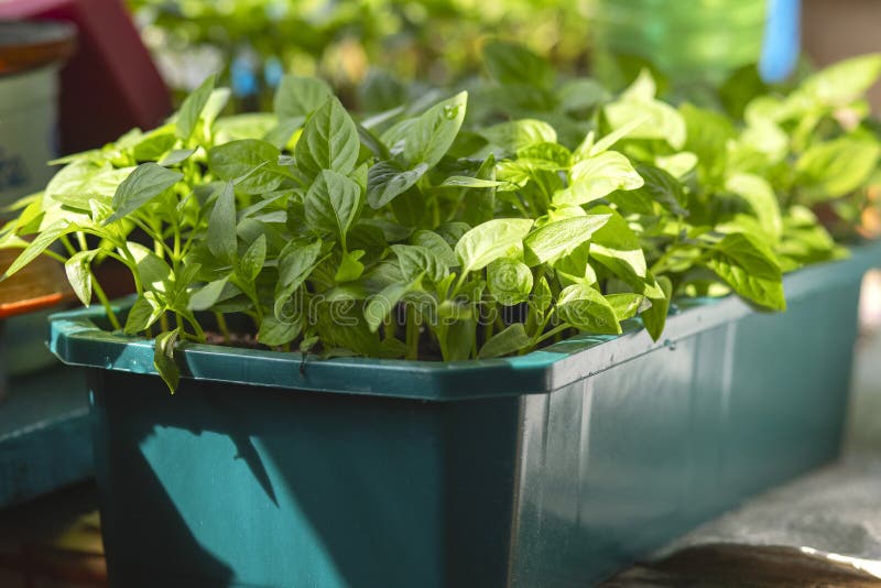 Spring Seedlings. Seedlings of Peppers Grown in Boxes in Greenhouse ...