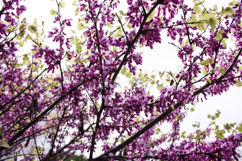 Spring seeds stock photo. Image of growth, sunlight, lifestyles - 72465382