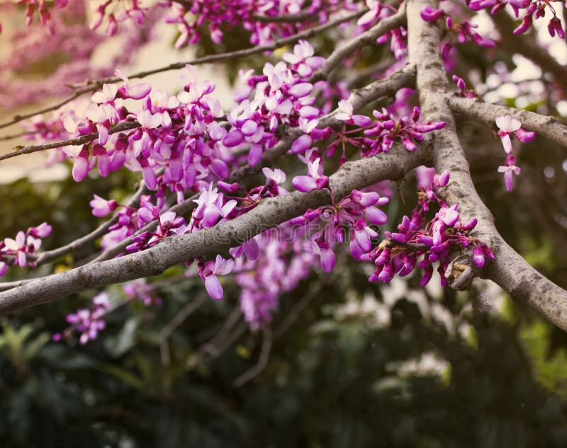 Spring seeds stock image. Image of colored, color, pink - 72465581