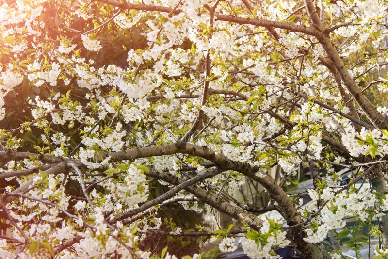 Spring seeds stock photo. Image of close, springtime - 72466808