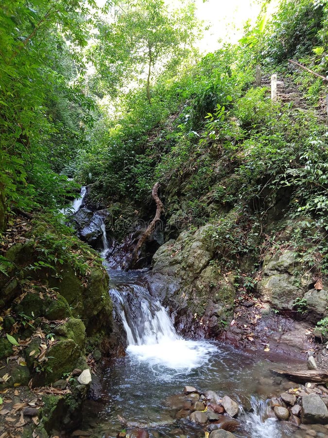Spring Seepage in Tropical Rainforest Stock Photo - Image of nature ...