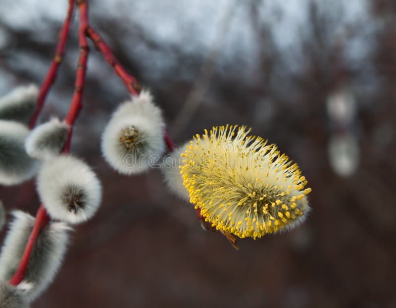 Spring sensations stock photo. Image of blossom, branch - 52222764