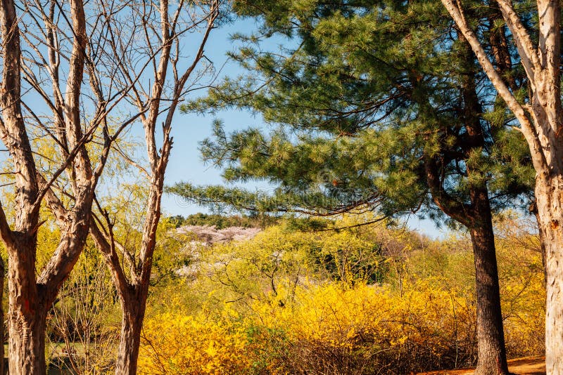 Spring of Seoul Grand Park in Gwacheon, Korea Stock Photo - Image of ...