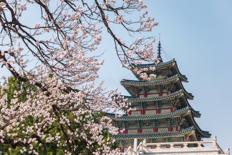 Spring in Seoul South Korea Stock Image - Image of pink, gyeongbokgung ...