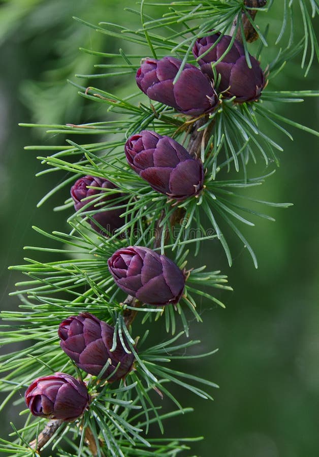 128 Tamarack Cones Stock Photos - Free & Royalty-Free Stock Photos from ...