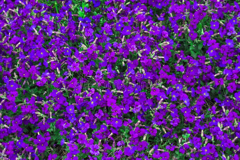 Flower Floral Purple Tiny Spring Plants Nature Stock Photo - Image of ...