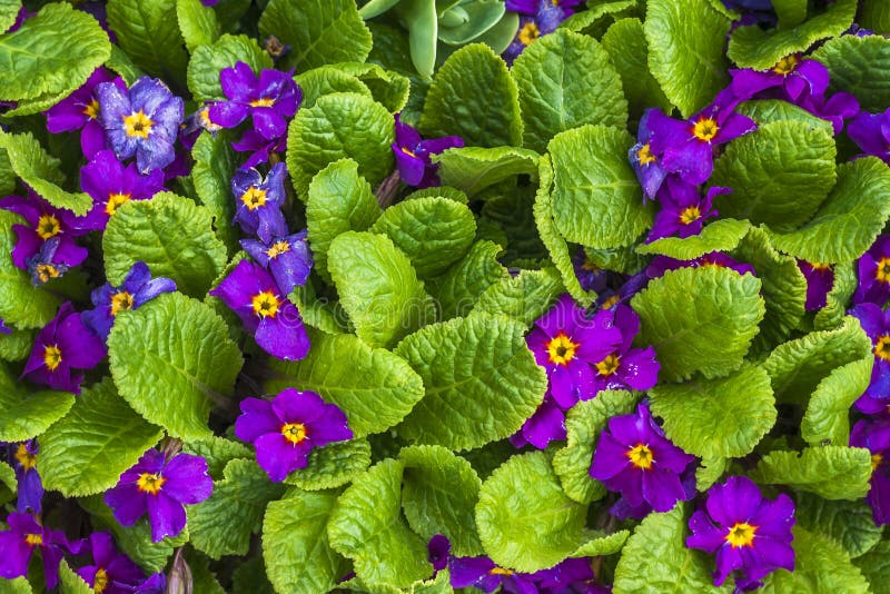 Flower Floral Purple Tiny Spring Plants Nature Stock Photo - Image of ...