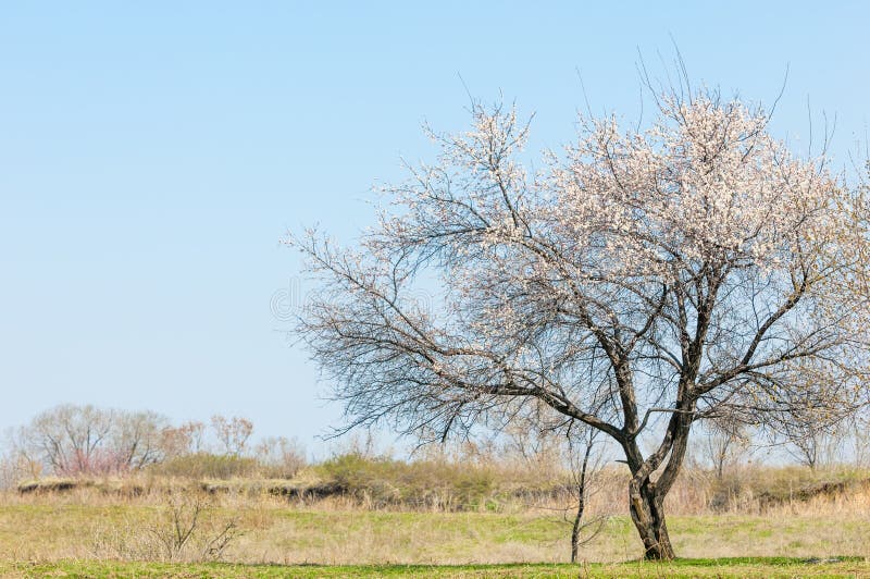 Spring Shade Under the Trees Stock Image - Image of farm, green: 122729515